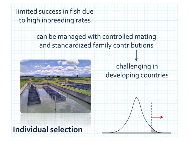 Selective breeding in fish and conservation of genetic resources for ...