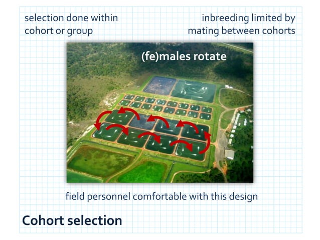 Selective breeding in fish and conservation of genetic resources for ...