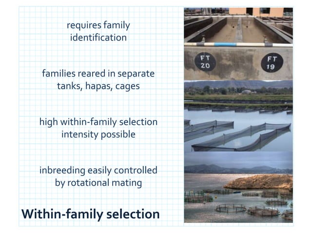 Selective breeding in fish and conservation of genetic resources for ...