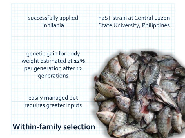 Selective breeding in fish and conservation of genetic resources for ...