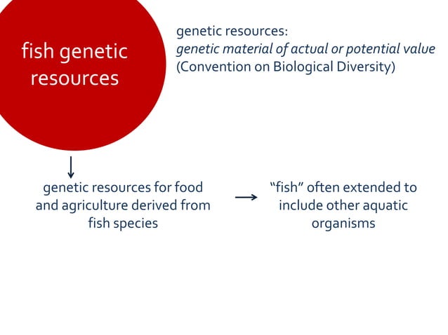 Selective breeding in fish and conservation of genetic resources for ...