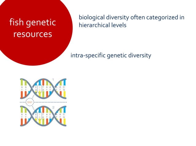 Selective breeding in fish and conservation of genetic resources for ...