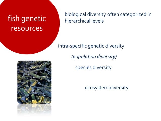 Selective breeding in fish and conservation of genetic resources for ...