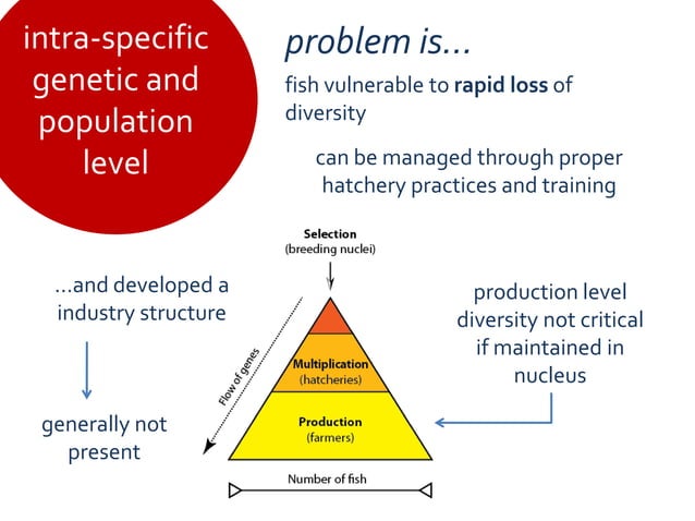 Selective breeding in fish and conservation of genetic resources for ...