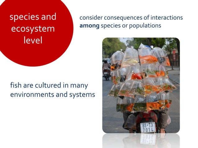 Selective breeding in fish and conservation of genetic resources for ...