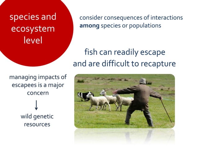 Selective breeding in fish and conservation of genetic resources for ...