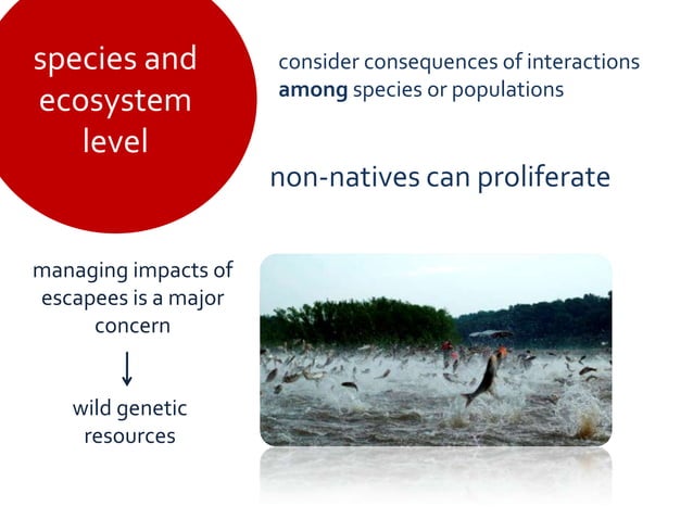 Selective breeding in fish and conservation of genetic resources for ...