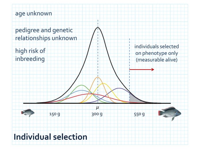 Selective breeding in fish and conservation of genetic resources for ...
