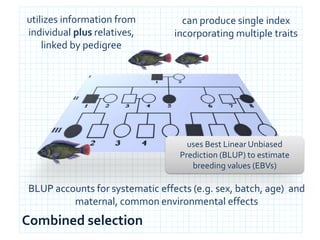 Selective breeding in fish and conservation of genetic resources for ...