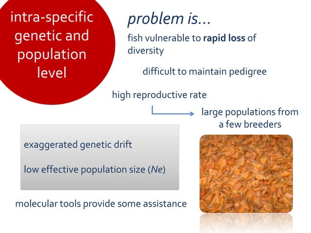 Selective breeding in fish and conservation of genetic resources for ...