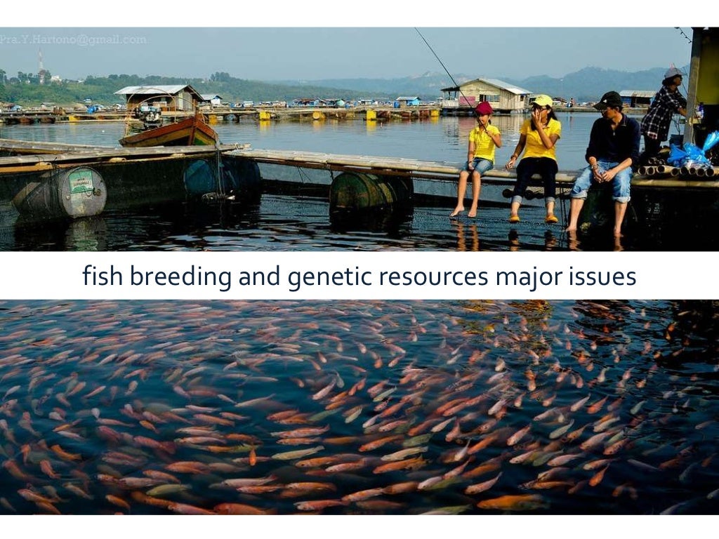 Selective breeding in fish and conservation of genetic resources for