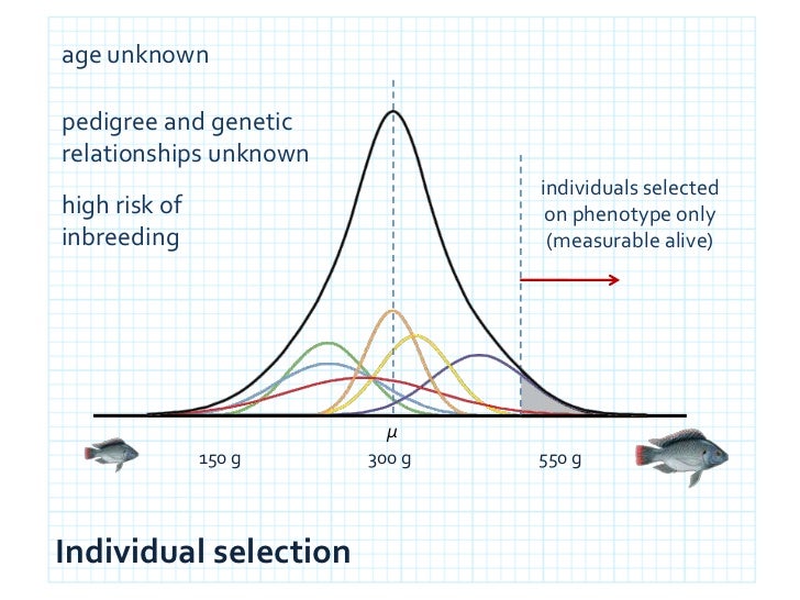 Selective breeding in fish and conservation of genetic resources for