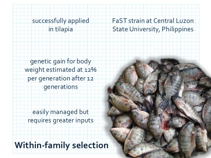 Selective breeding in fish and conservation of genetic resources for