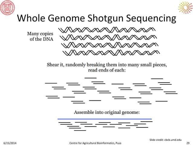 Sequencing, Genome Assembly and the SGN Platform | PPT