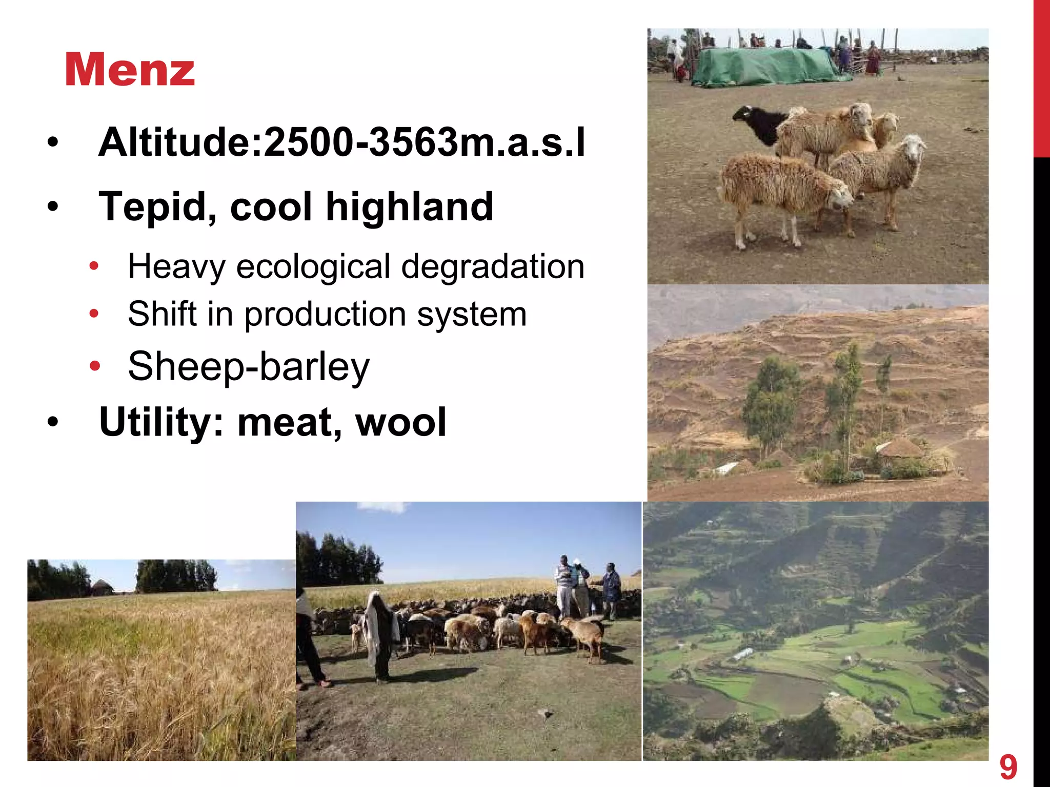 Community-based breeding programs for adapted sheep breeds in Ethiopia ...