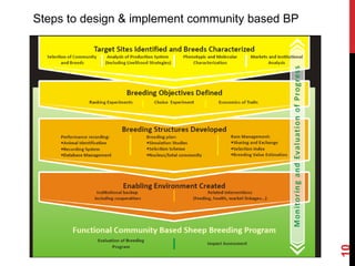 Community-based breeding programs for adapted sheep breeds in Ethiopia | PPT | Veterinary ...