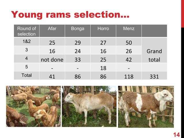 Community-based breeding programs for adapted sheep breeds in Ethiopia ...