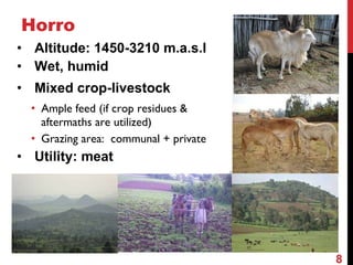 Community-based breeding programs for adapted sheep breeds in Ethiopia ...