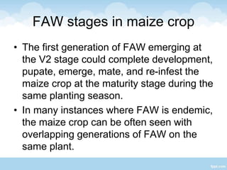 Icar kvk karur introduction to fall army worm | PPT