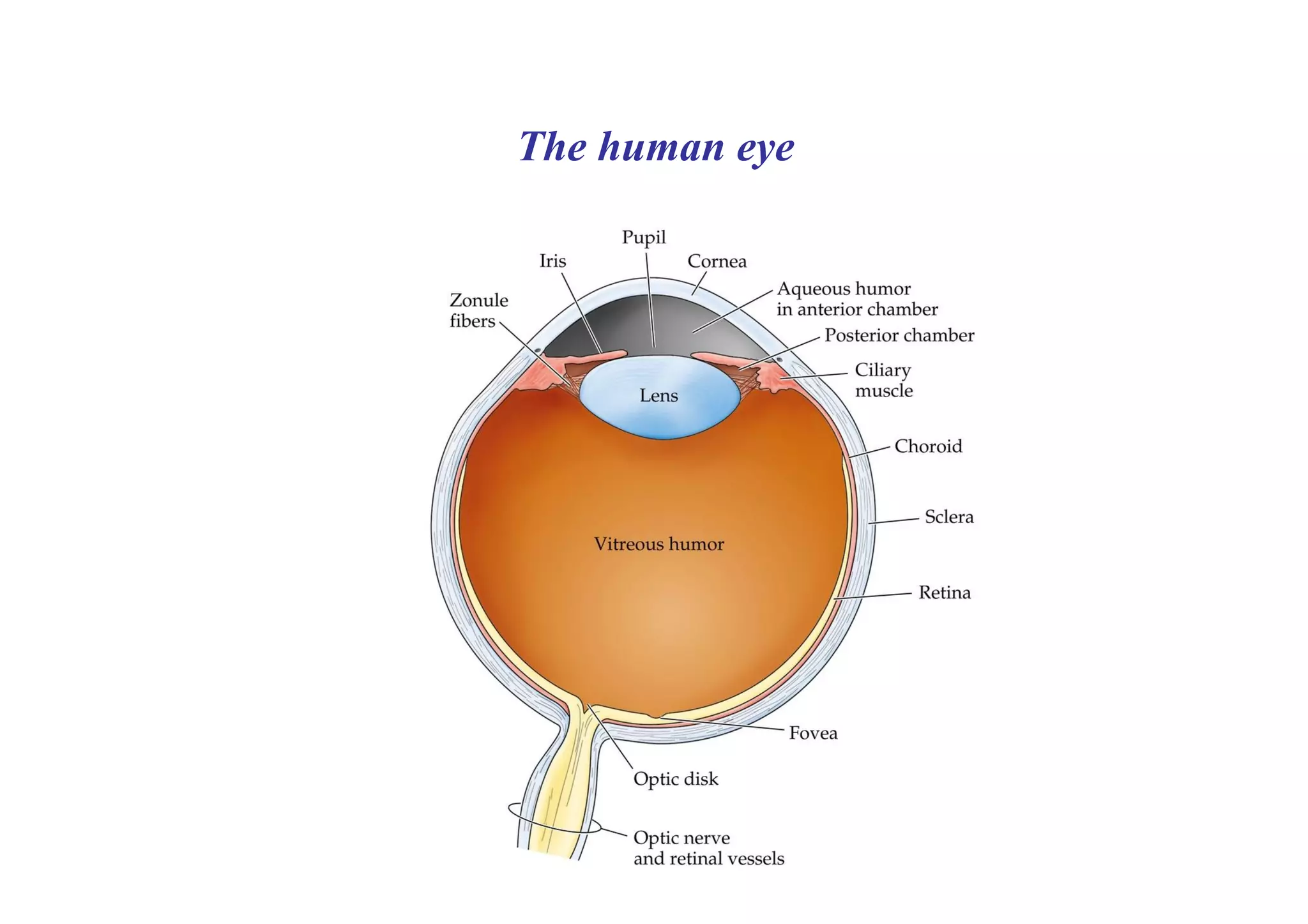 Icbv lecture-notes-12-sensing-2-the-human-eye-1 spp | PPT
