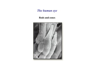 Icbv lecture-notes-12-sensing-2-the-human-eye-1 spp | PDF | Eye and ...