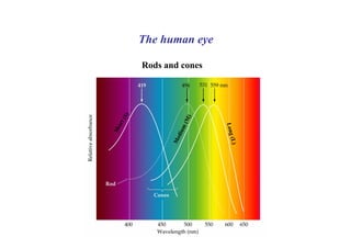 Icbv lecture-notes-12-sensing-2-the-human-eye-1 spp | PDF | Eye and ...