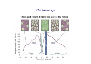 Icbv lecture-notes-12-sensing-2-the-human-eye-1 spp | PDF | Eye and ...