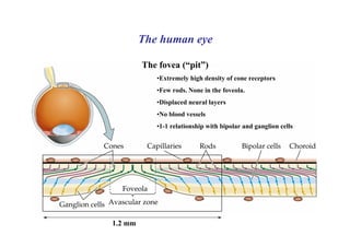 Icbv lecture-notes-12-sensing-2-the-human-eye-1 spp | PDF | Eye and ...