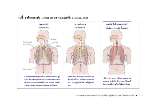คู่มือ ICD (Chest drain)