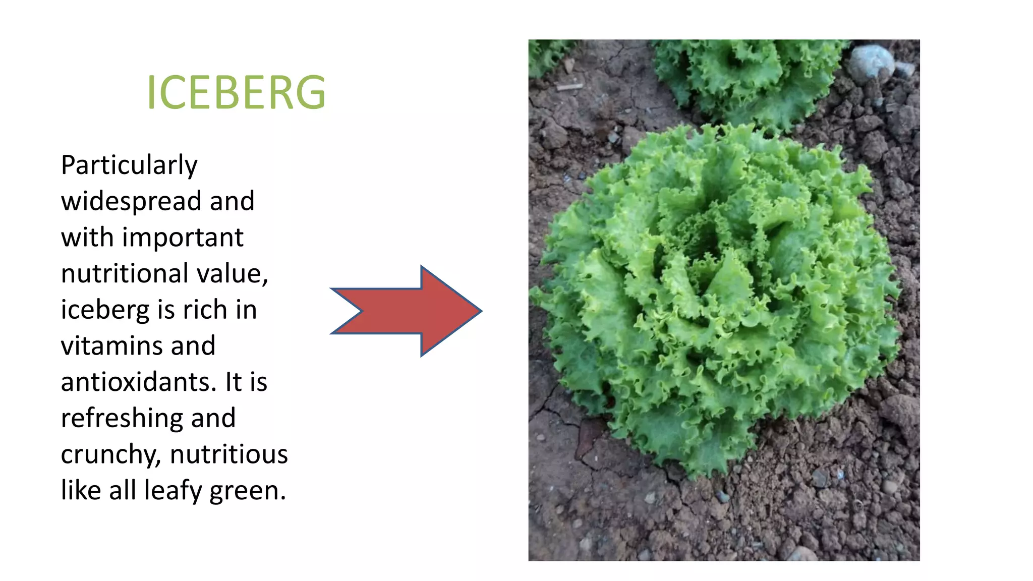 Iceberg lettuce | PPTX