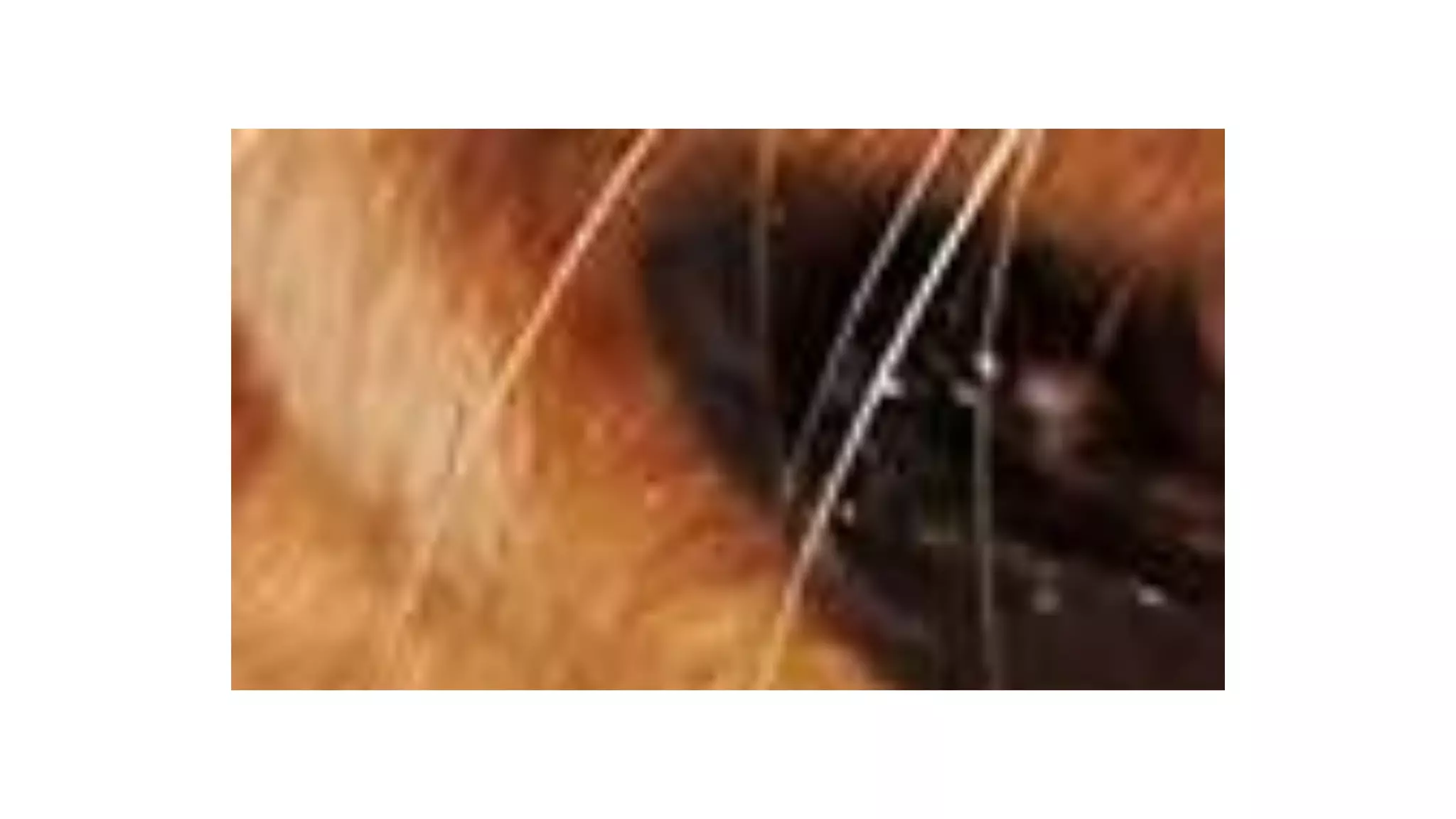 ICE Breaker - Guess the Picture.pptx