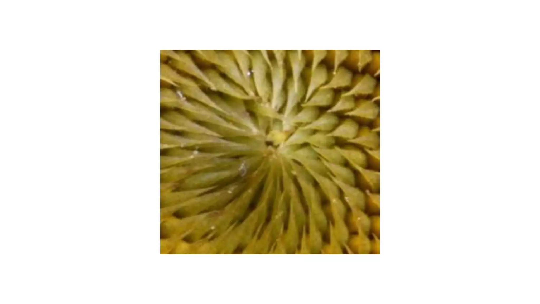 ICE Breaker - Guess the Picture.pptx