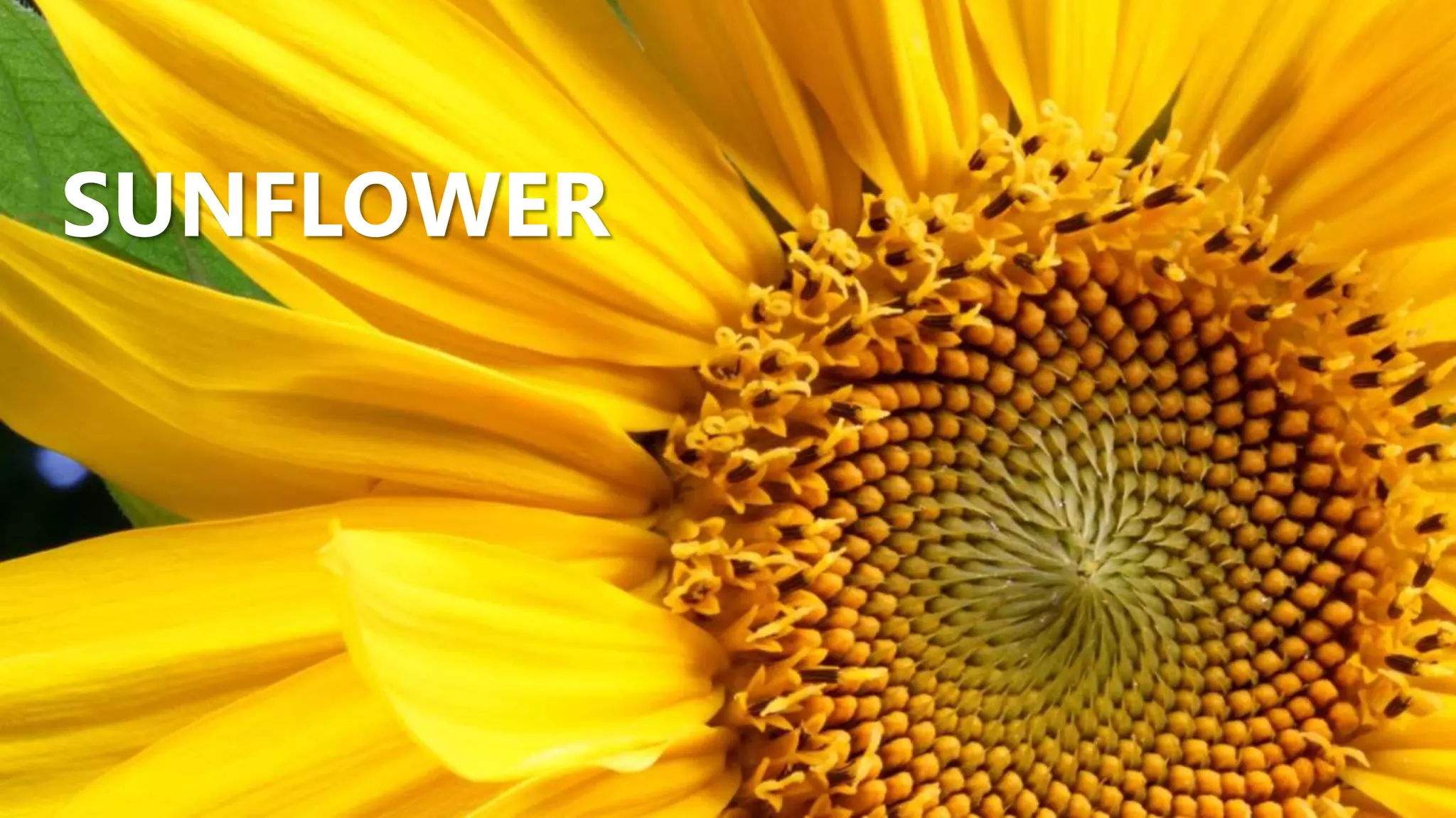 ICE Breaker - Guess the Picture.pptx