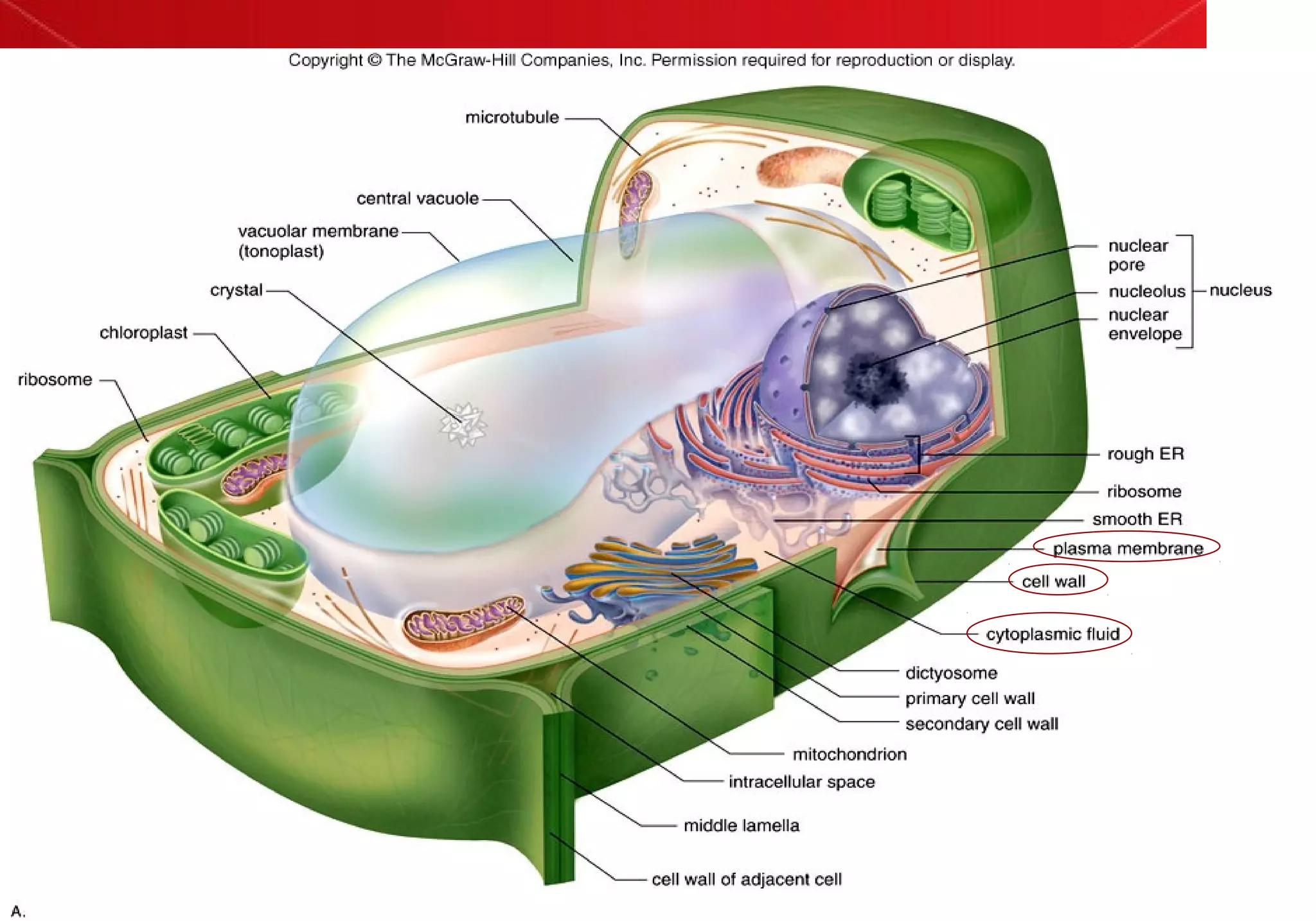 Ultra structure of cell | PPT