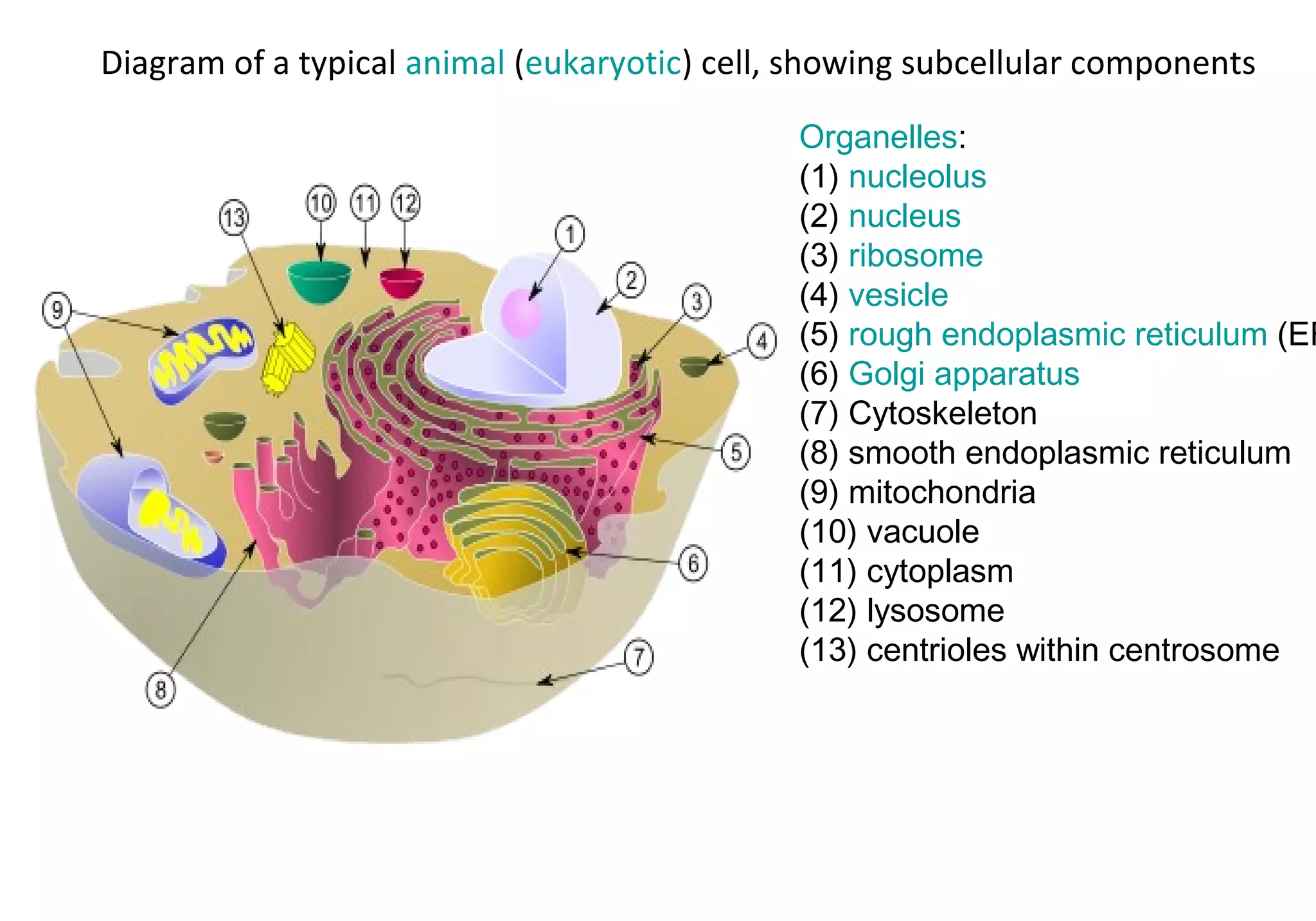Ultra structure of cell | PPT