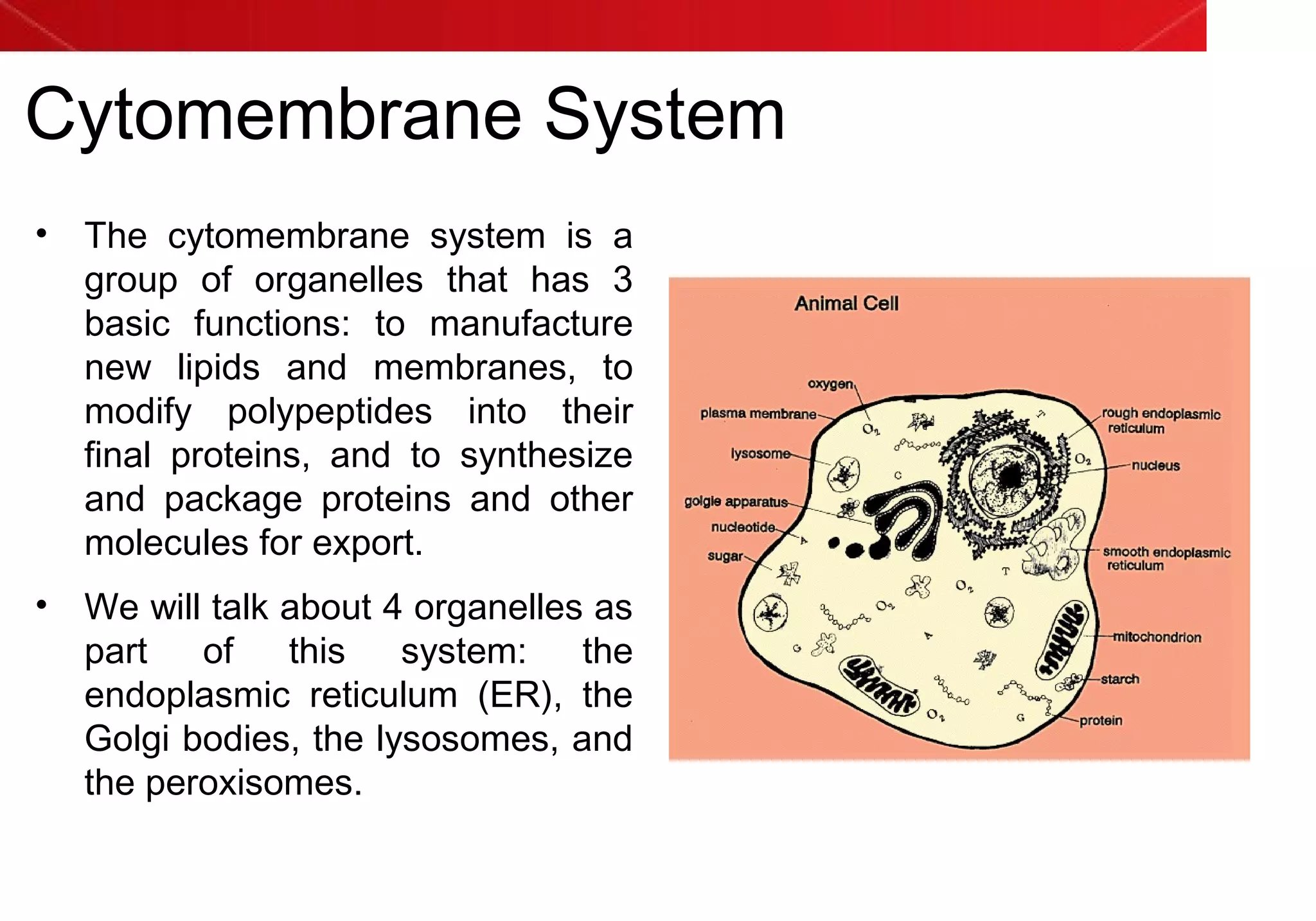 Ultra structure of cell | PPT