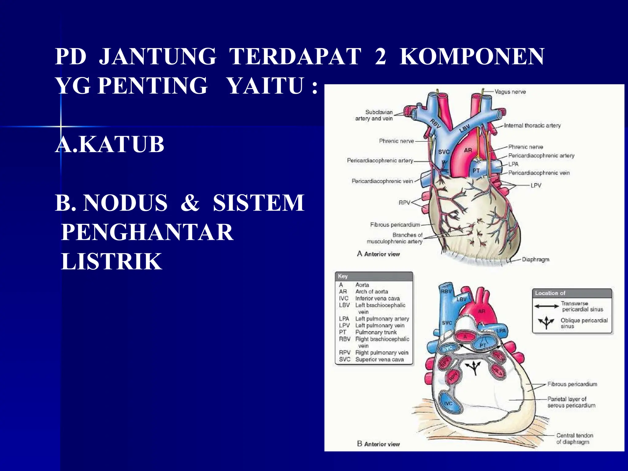 SISTEM__KADIOVASULAR_ANATOMI.ppt kedokteran | PPT
