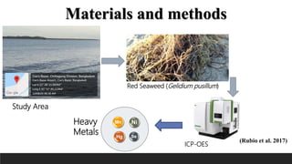 Heavy Metal Contamination in Gelidium Pusillum: A Human Health Risk ...
