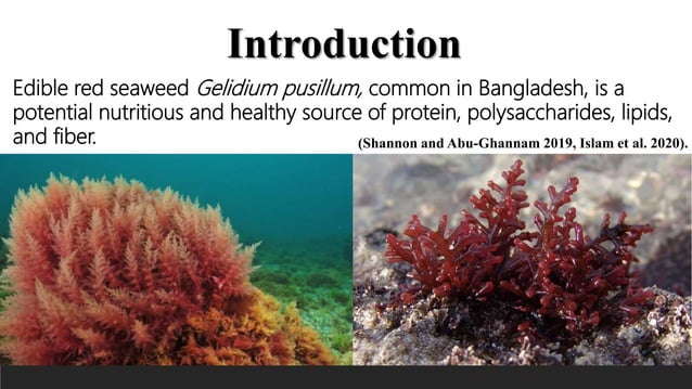 Heavy Metal Contamination in Gelidium Pusillum: A Human Health Risk ...