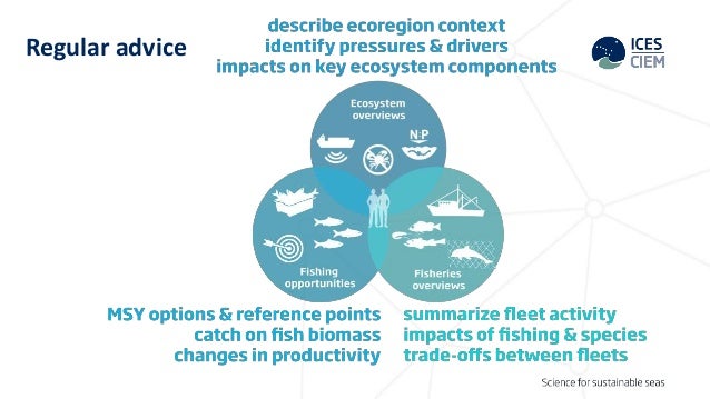 Four questions about ICES advice