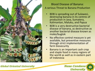 The spread of blood disease of banana in the island of Sumba, East Nusa ...