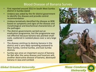 The spread of blood disease of banana in the island of Sumba, East Nusa ...