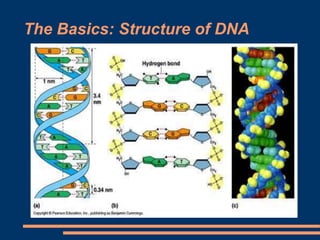 Central Dogma of Molecular Biology powerpoint | PPT