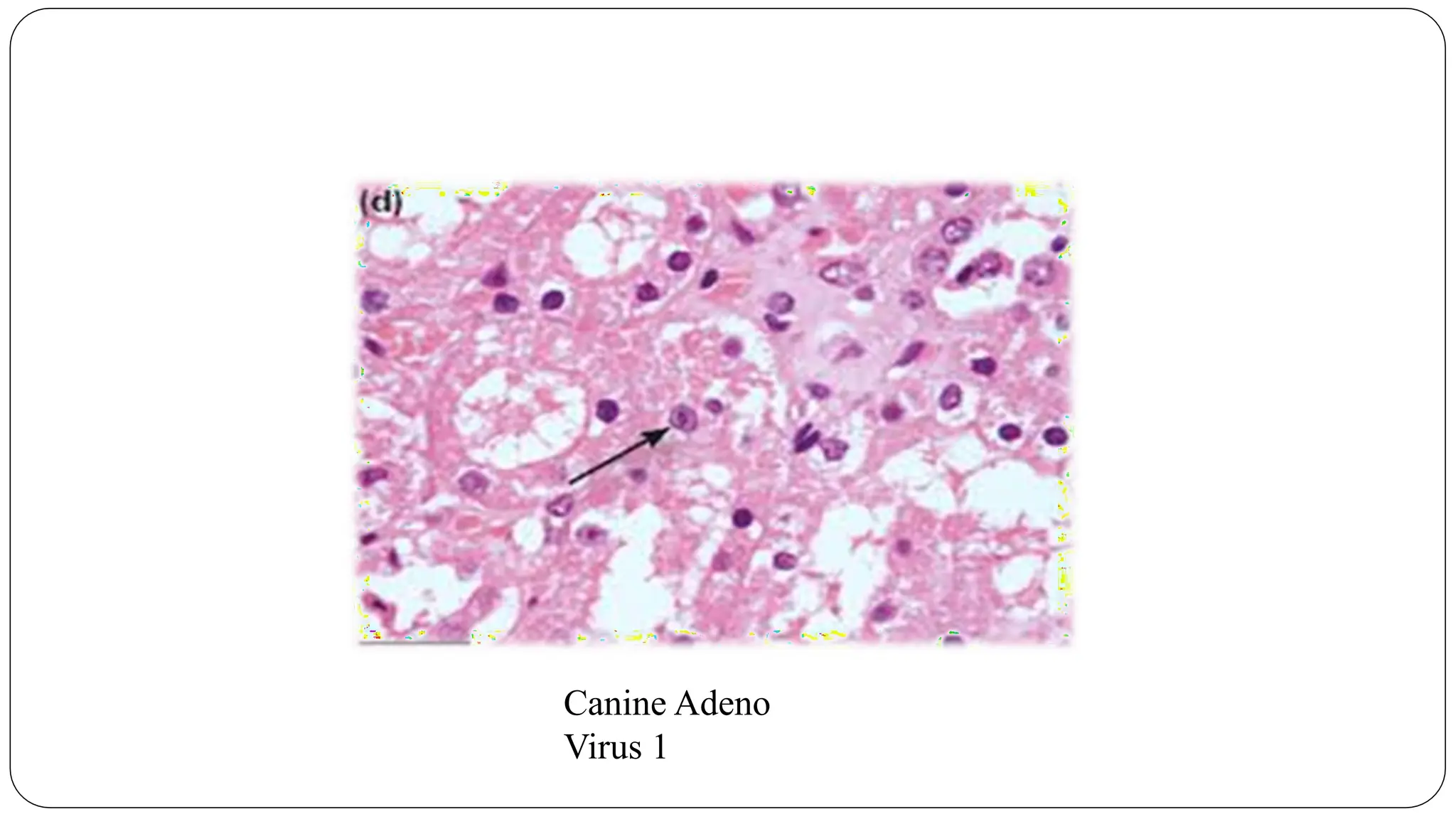 Infectious Canine Hepatitis disease in dogs | PPTX