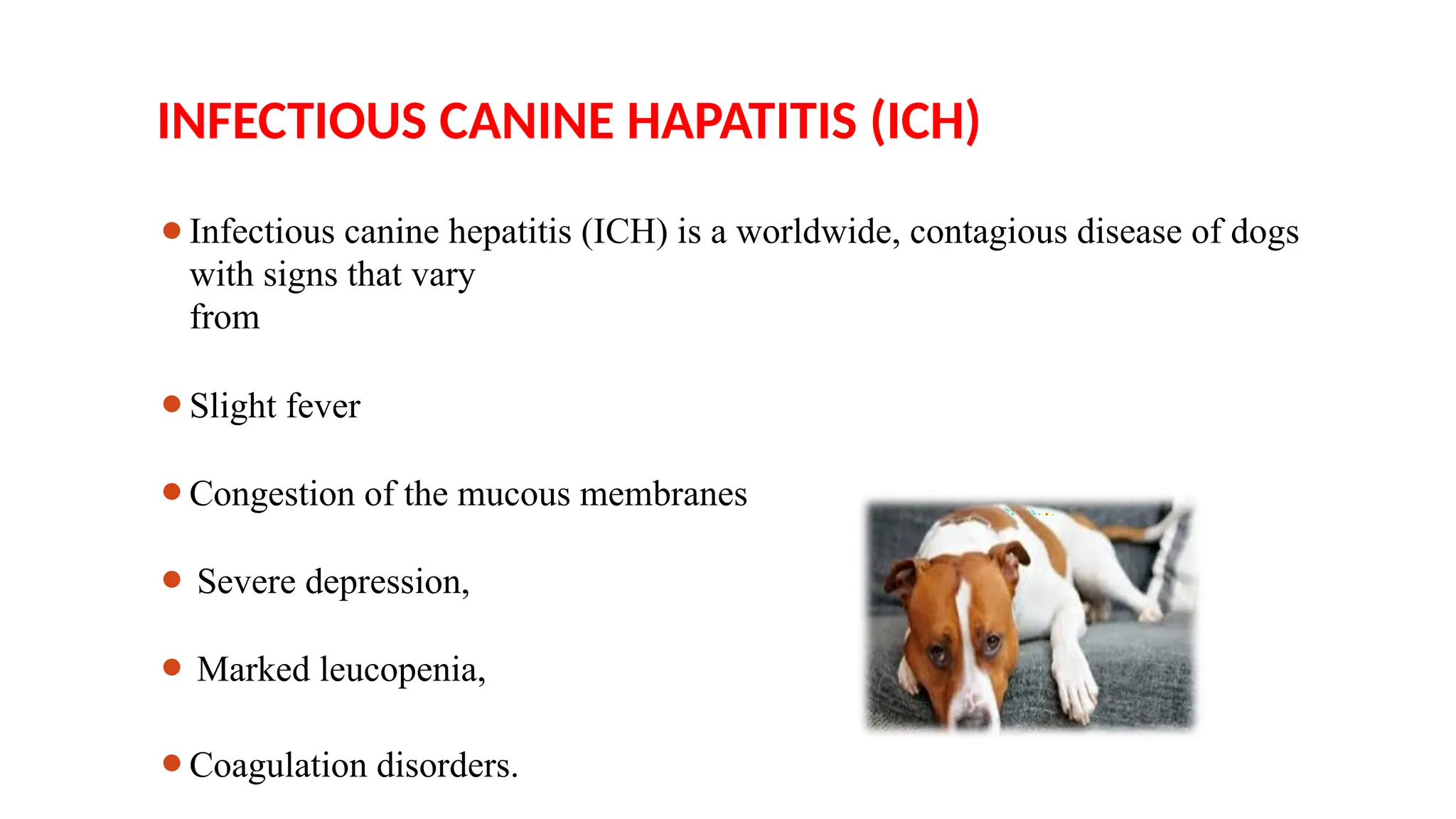 Infectious Canine Hepatitis disease in dogs | PPTX