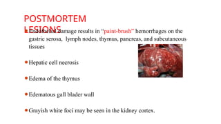 Infectious Canine Hepatitis disease in dogs | PPTX