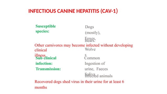 Infectious Canine Hepatitis disease in dogs | PPT