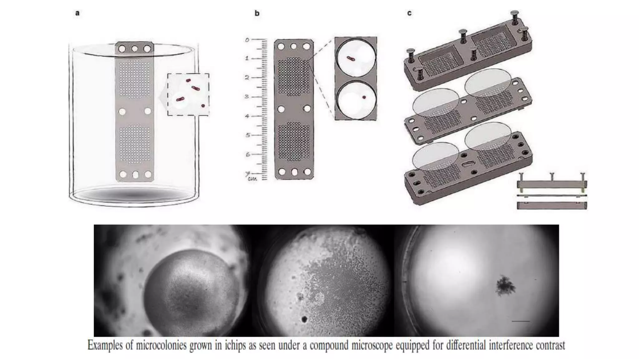 Ichip and teixobactin | PPTX