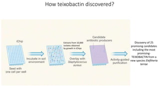 Ichip and teixobactin | PPT