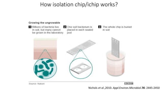 Ichip and teixobactin | PPTX